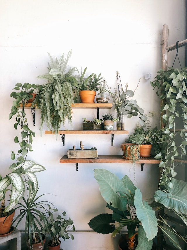 3 tips bij het planten van een plant - Tuincentrum Wierden